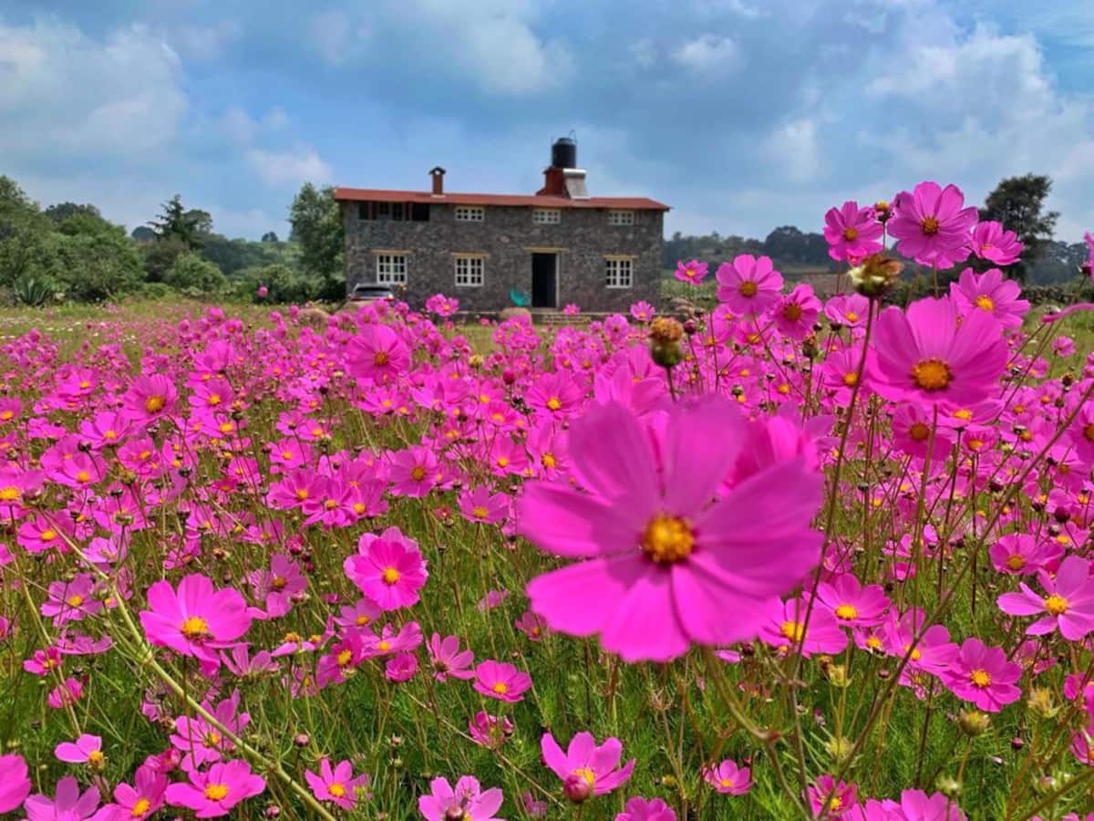 Jardín de Felisa - CasitaMX - Book the Best Homes in Mexico
