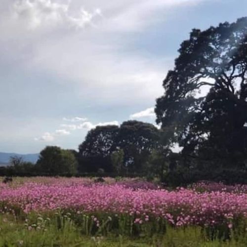 Jardín de Felisa - CasitaMX - Book the Best Homes in Mexico